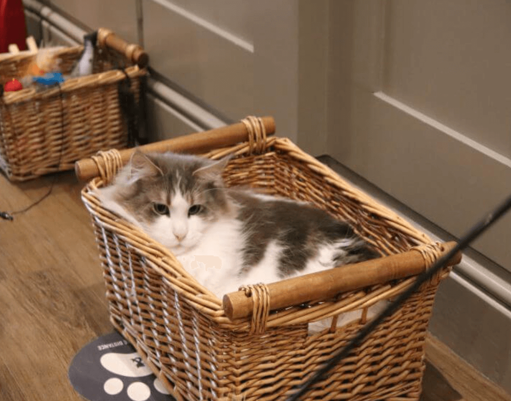 London Cat Cafes: 5 Great Cafes With Cats You Can Cuddle