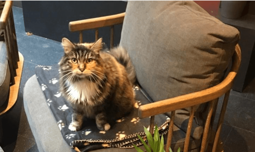 London Cat Cafes: 5 Great Cafes With Cats You Can Cuddle